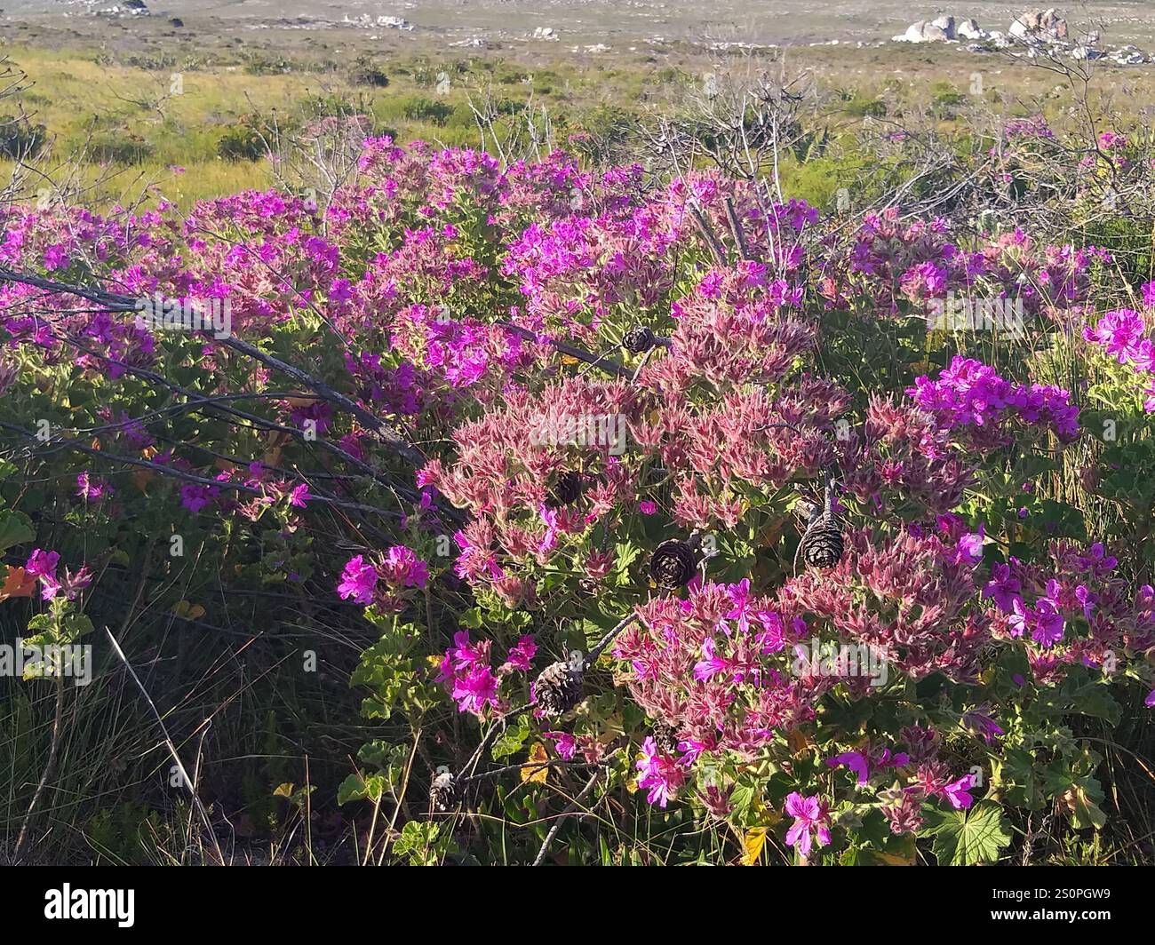 Peninsula Hooded Storksbill (Pelargonium cucullatum tabulare Stock ...