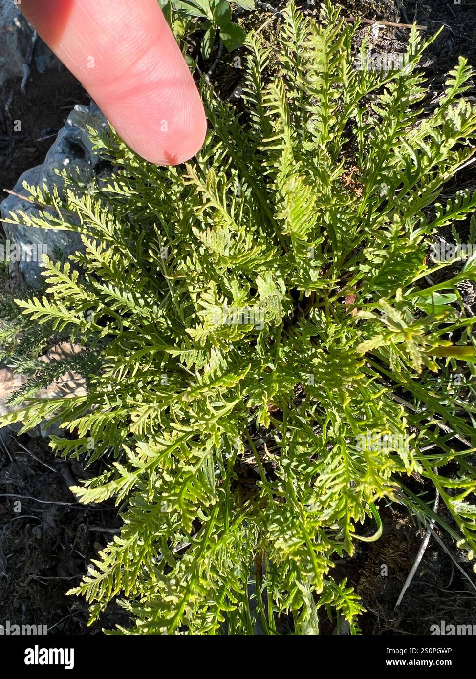 Curved beak lousewort hi-res stock photography and images - Alamy