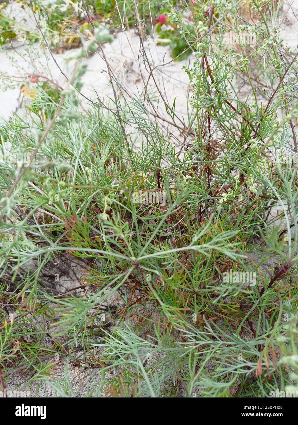 Field Sagewort (Artemisia campestris Stock Photo - Alamy