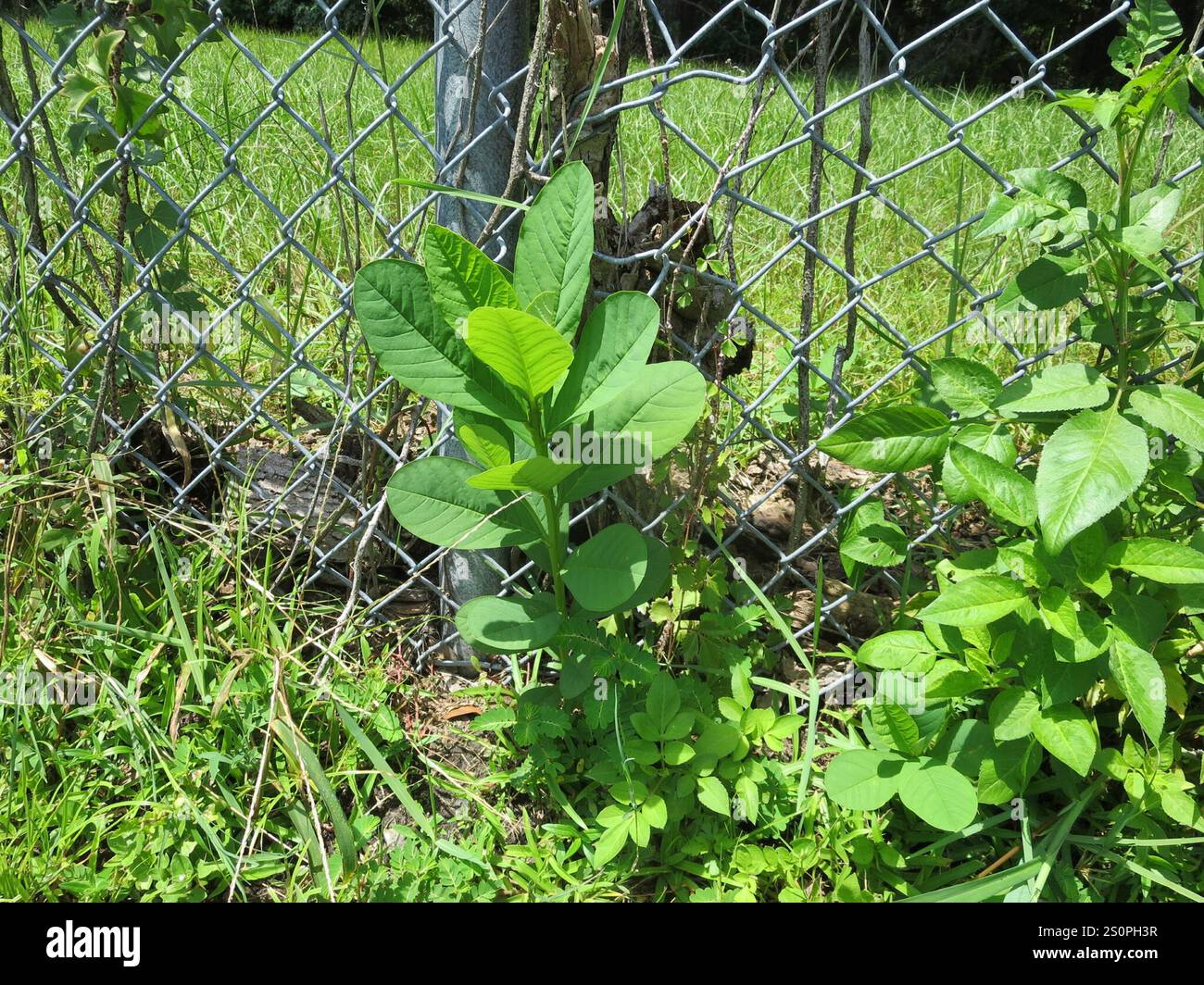 Showy Rattlebox (Crotalaria spectabilis Stock Photo - Alamy