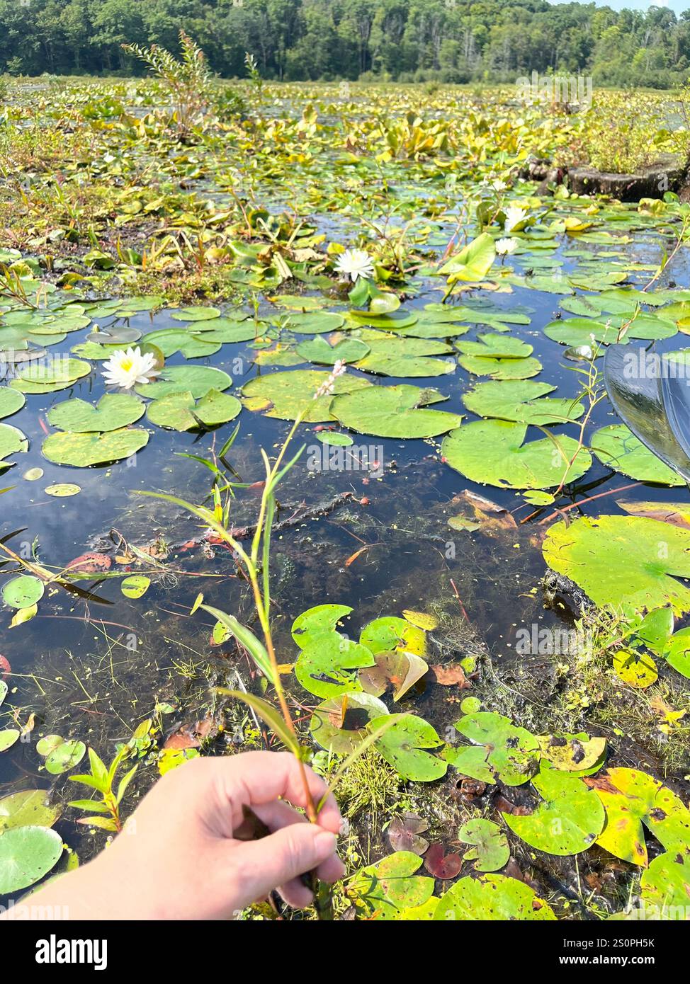 swamp smartweed (Persicaria hydropiperoides Stock Photo - Alamy