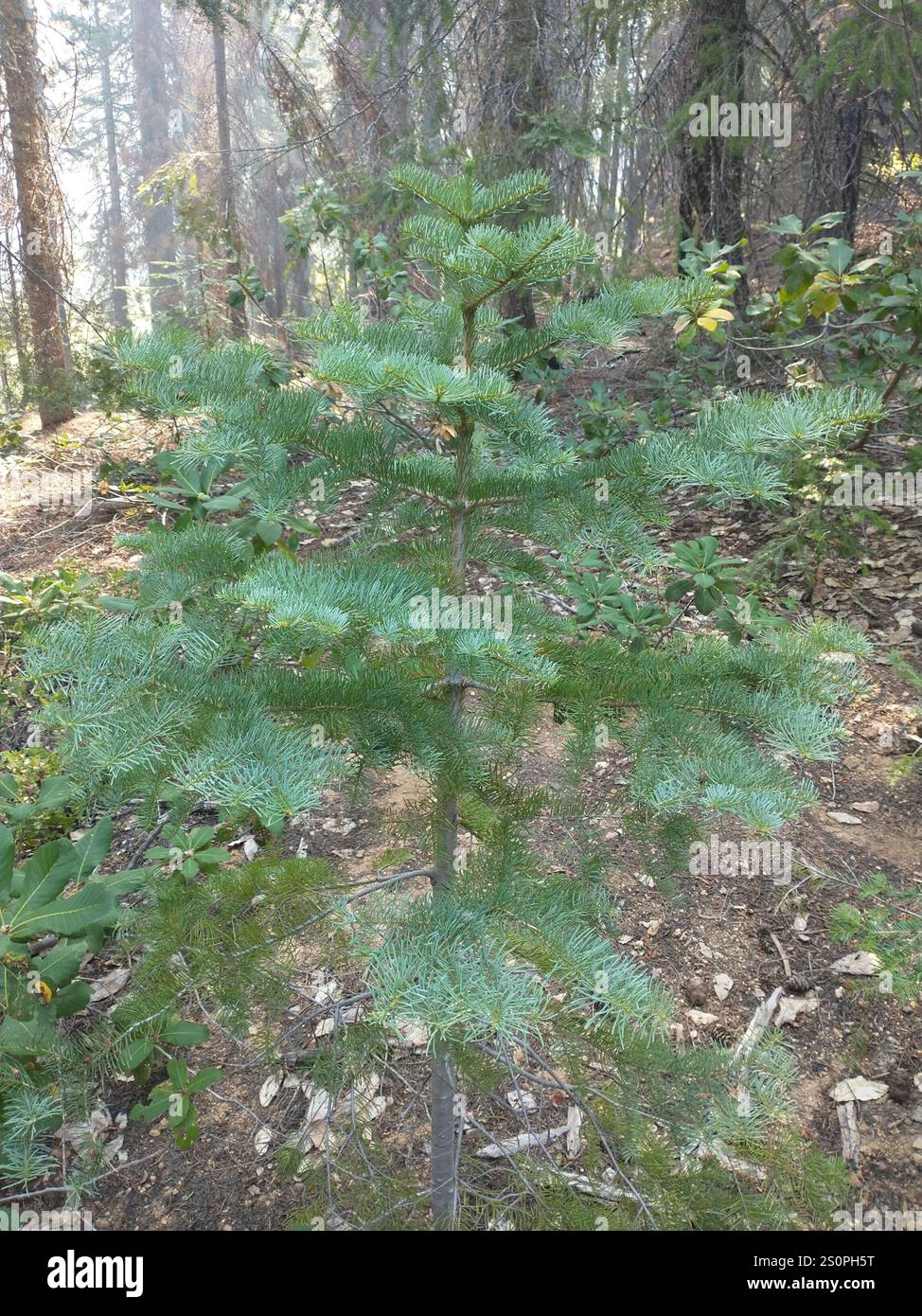 Shasta Red Fir (Abies magnifica shastensis Stock Photo - Alamy