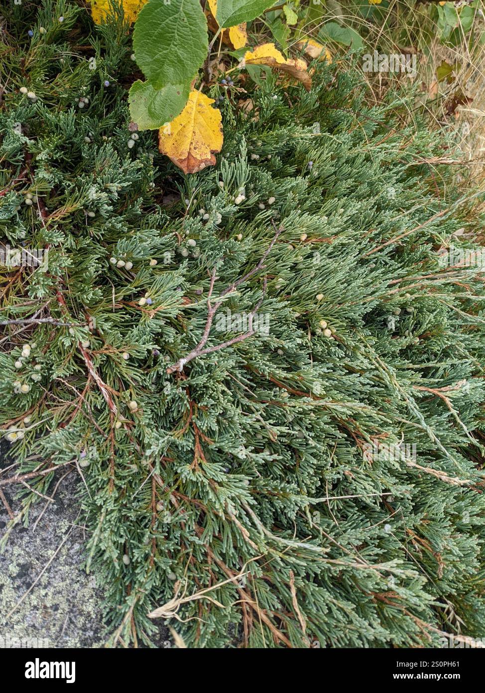 creeping juniper (Juniperus horizontalis Stock Photo - Alamy