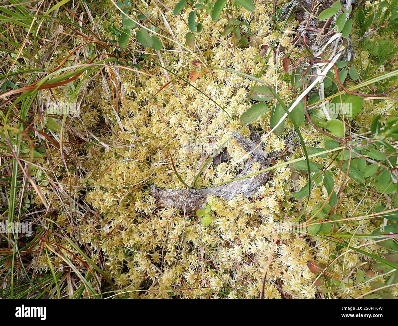 Pacific Peatmoss (Sphagnum pacificum Stock Photo - Alamy