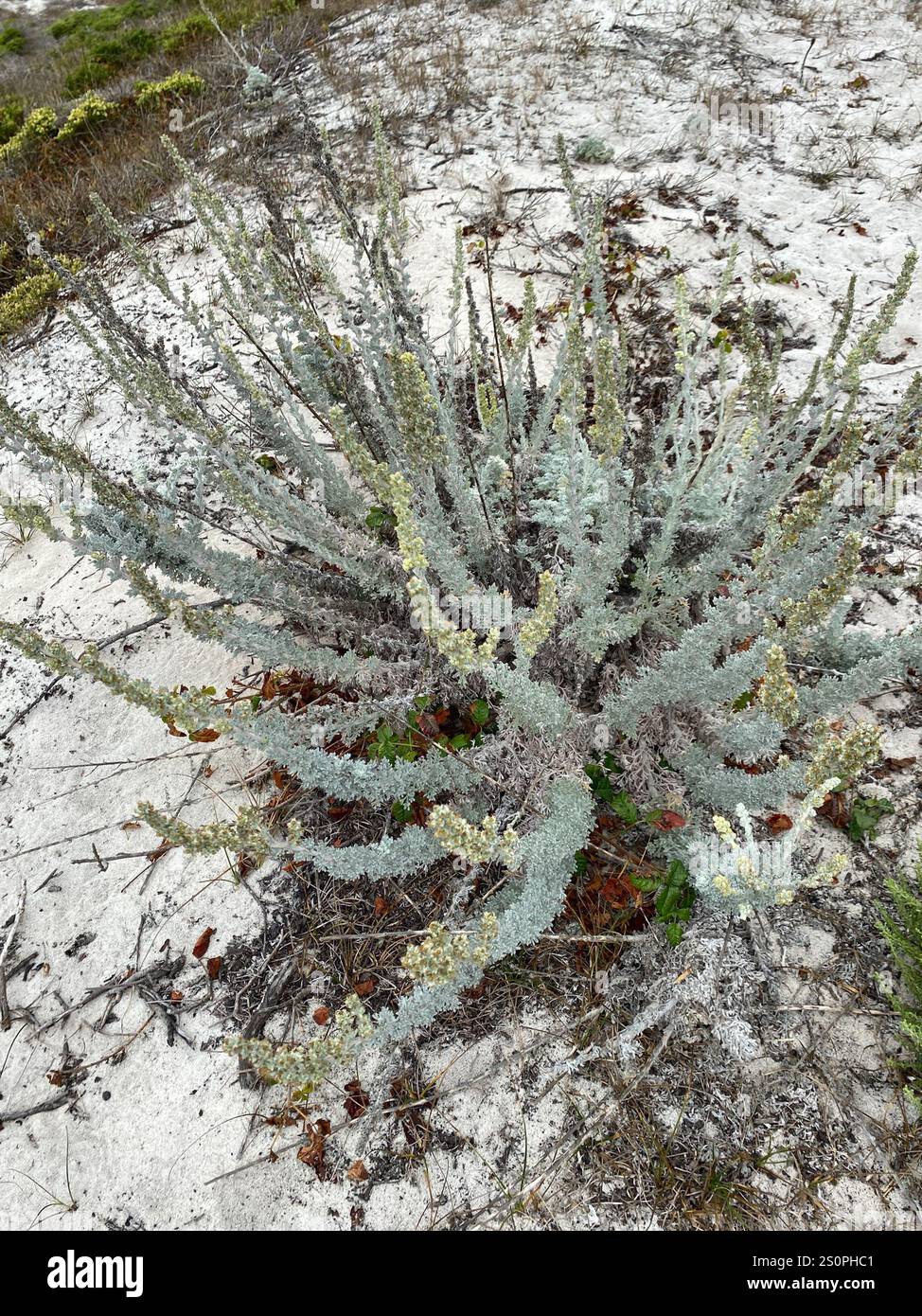 coastal sagewort (Artemisia pycnocephala Stock Photo - Alamy