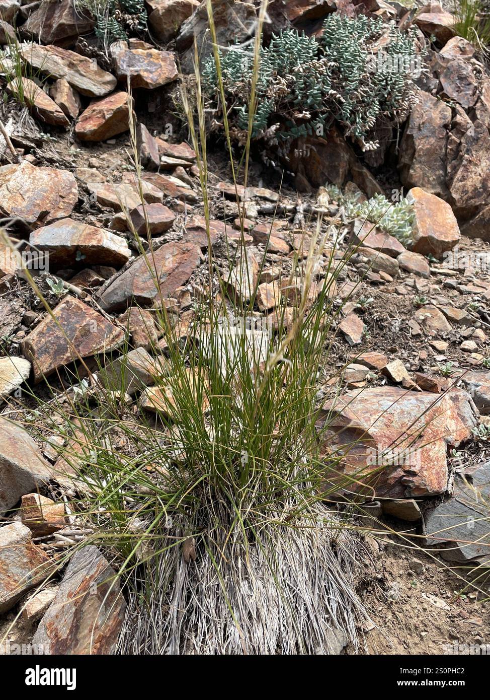 western needle grass (Eriocoma occidentalis occidentalis Stock Photo ...