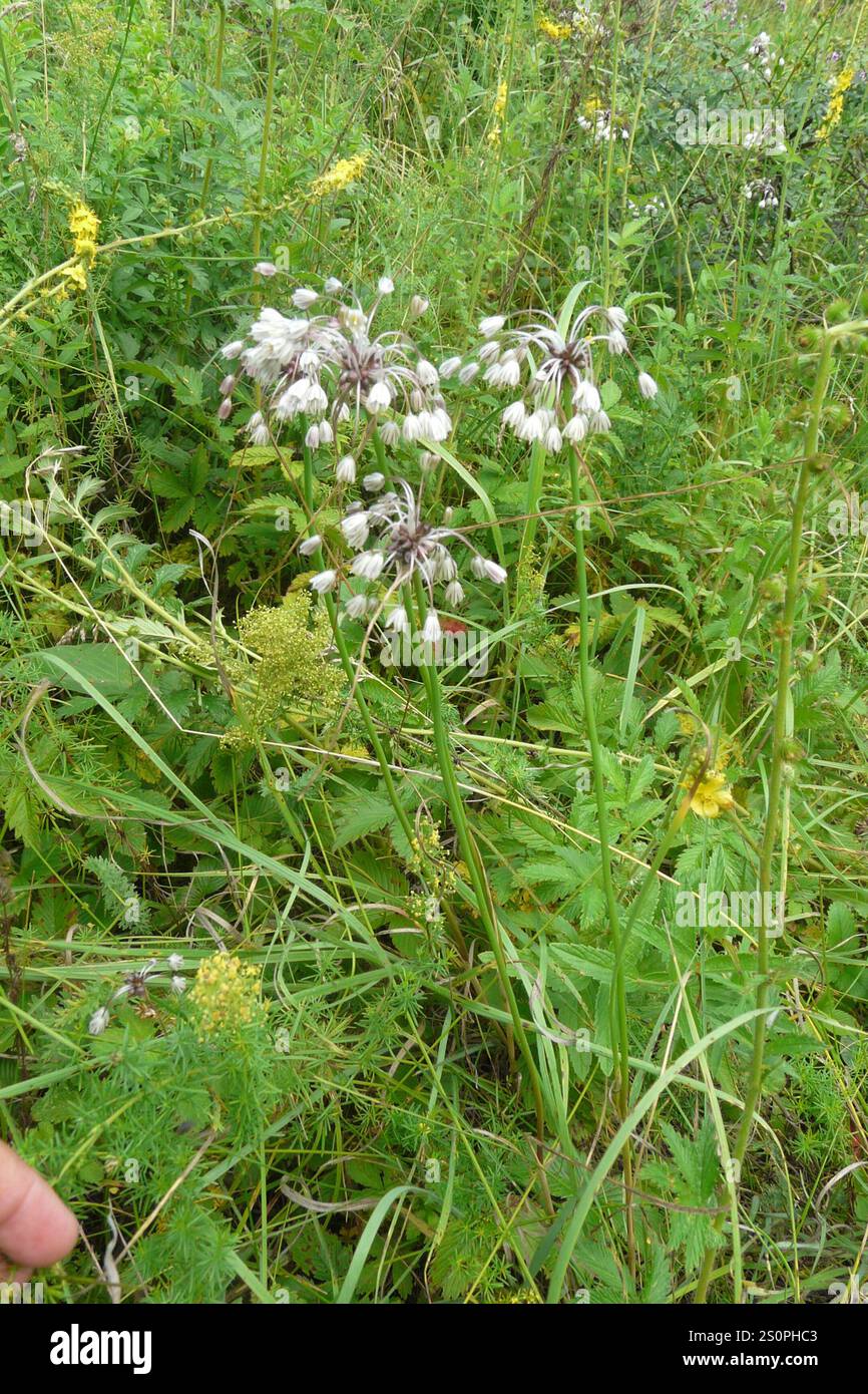 field garlic (Allium oleraceum Stock Photo - Alamy