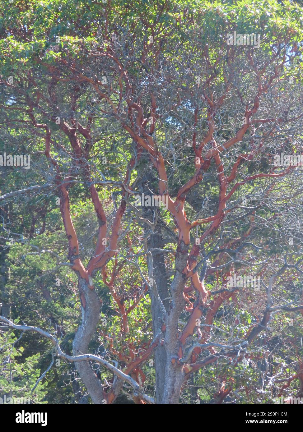 Pacific madrone (Arbutus menziesii Stock Photo - Alamy