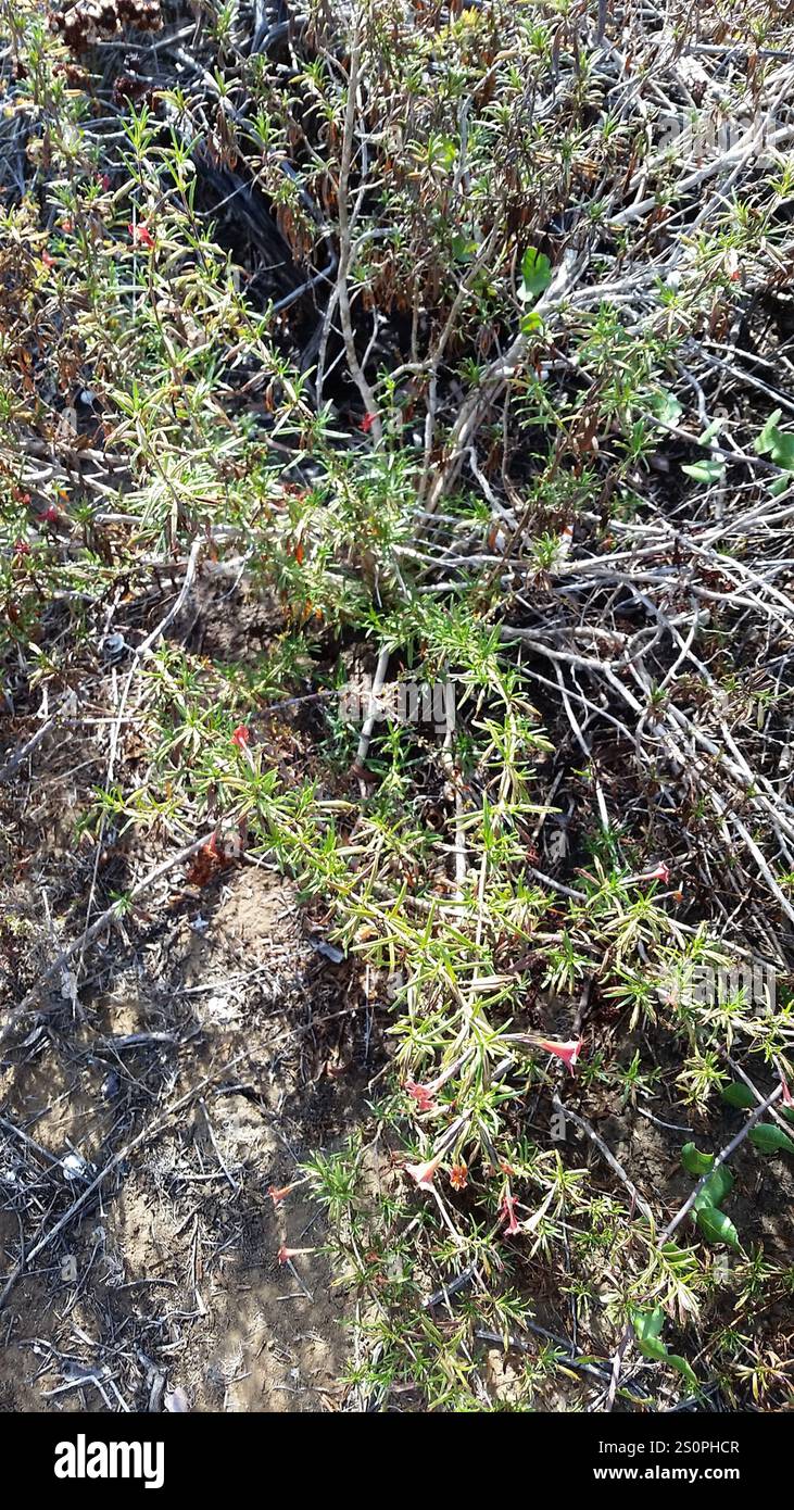 red bush monkeyflower (Diplacus puniceus Stock Photo - Alamy