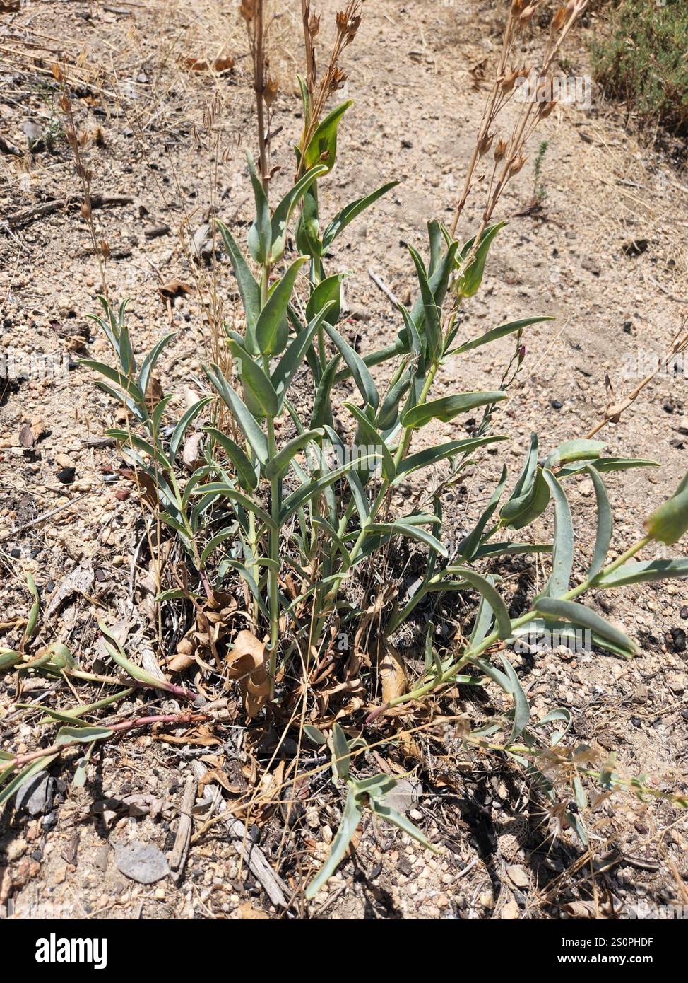 scarlet bugler (Penstemon centranthifolius Stock Photo - Alamy