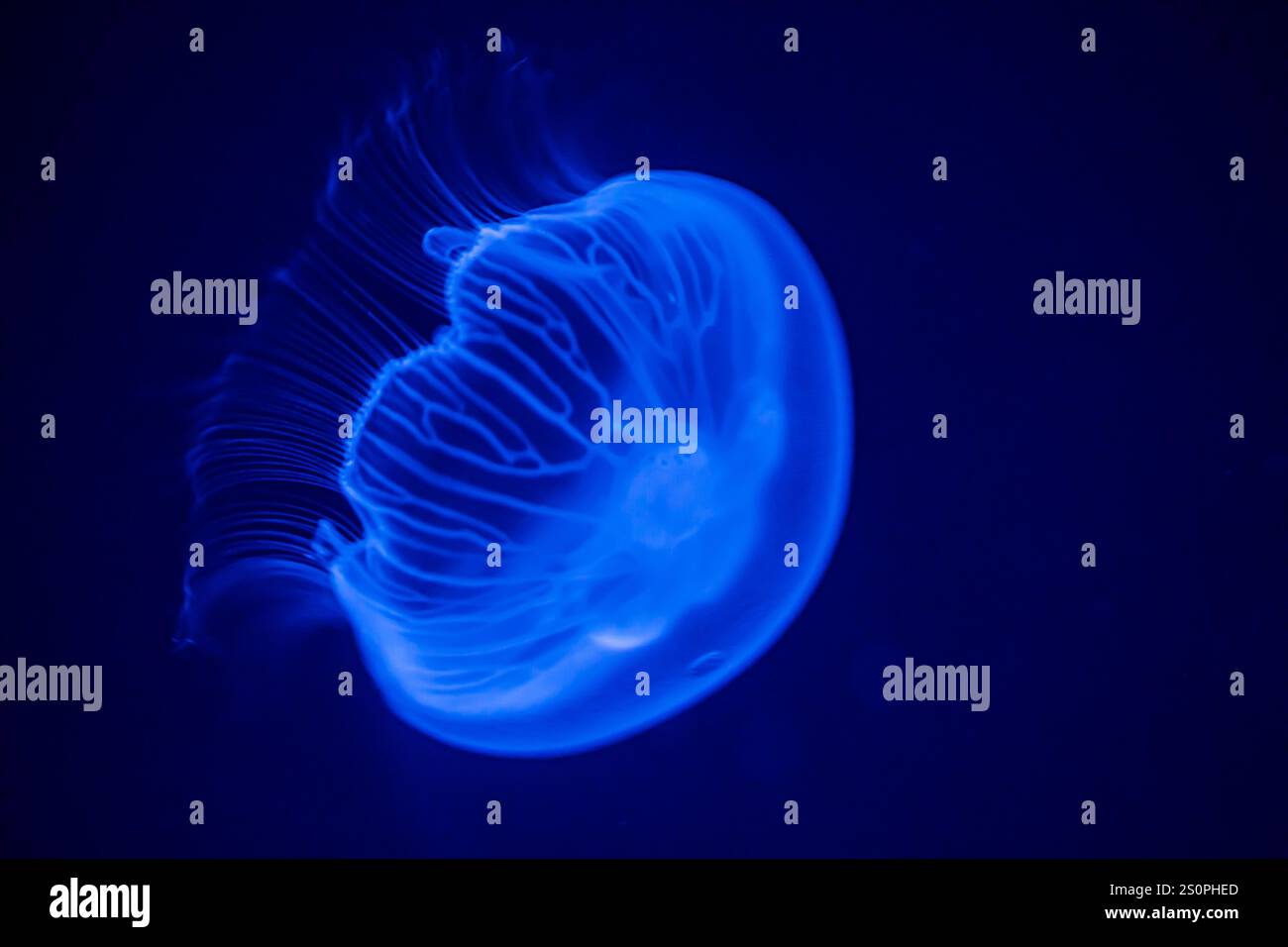 Aurelia labiata, moon jellyfish, in sea water. Jellyfish in nature ...