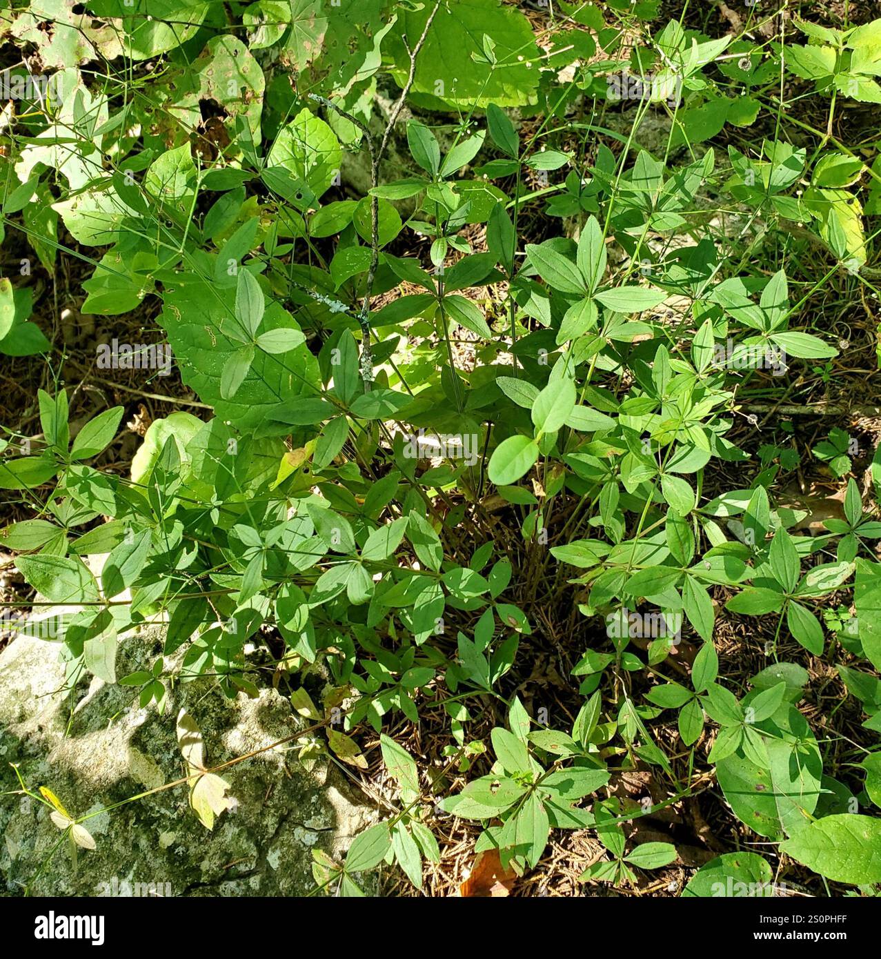 licorice bedstraw (Galium circaezans Stock Photo - Alamy