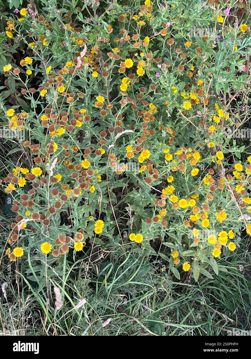 Common Fleabane (Pulicaria dysenterica Stock Photo - Alamy