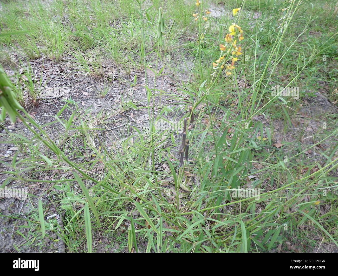lanceleaf rattlebox (Crotalaria lanceolata Stock Photo - Alamy