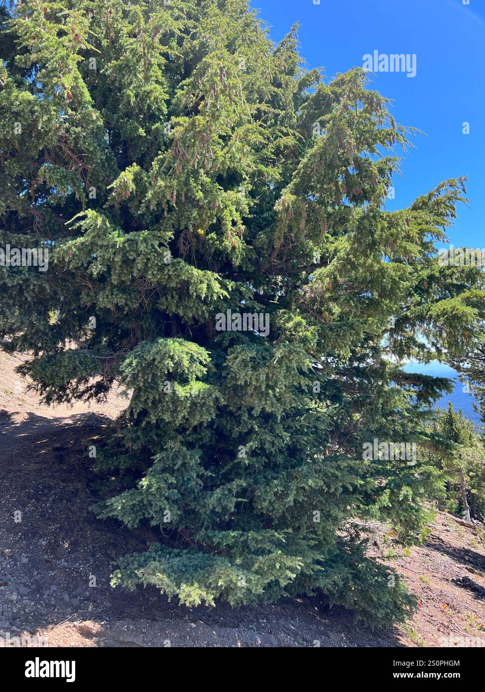 mountain hemlock (Tsuga mertensiana Stock Photo - Alamy