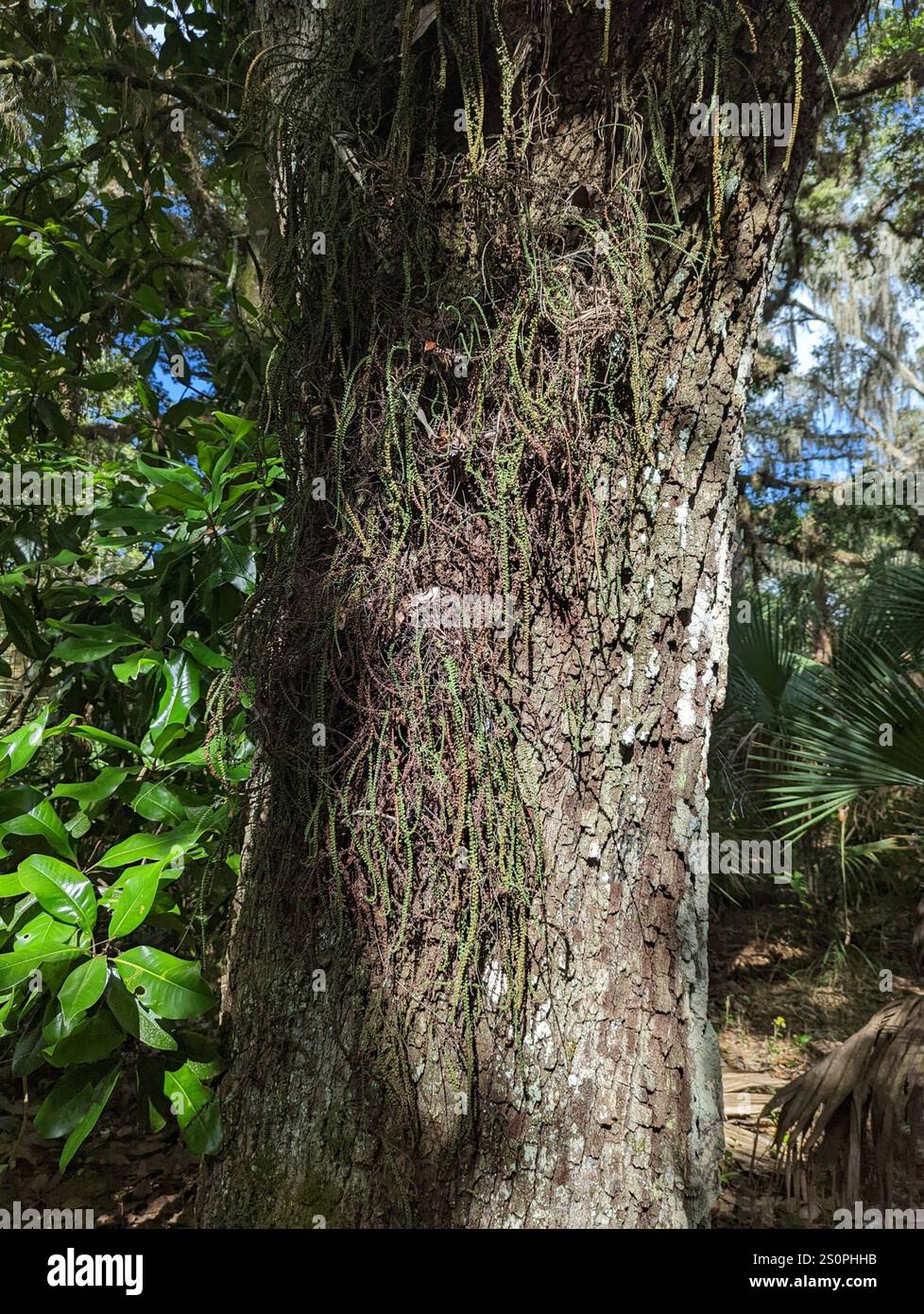 Rockcap fern hi-res stock photography and images - Alamy