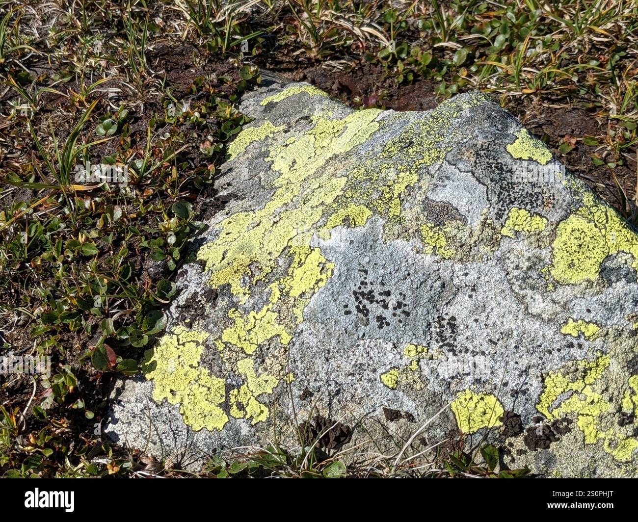 yellow map lichen (Rhizocarpon geographicum Stock Photo - Alamy