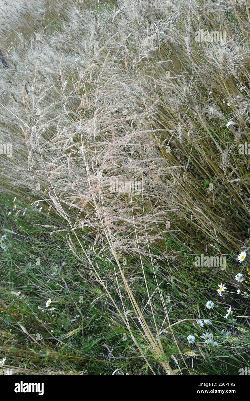 Loose Silky-bent (Apera spica-venti Stock Photo - Alamy