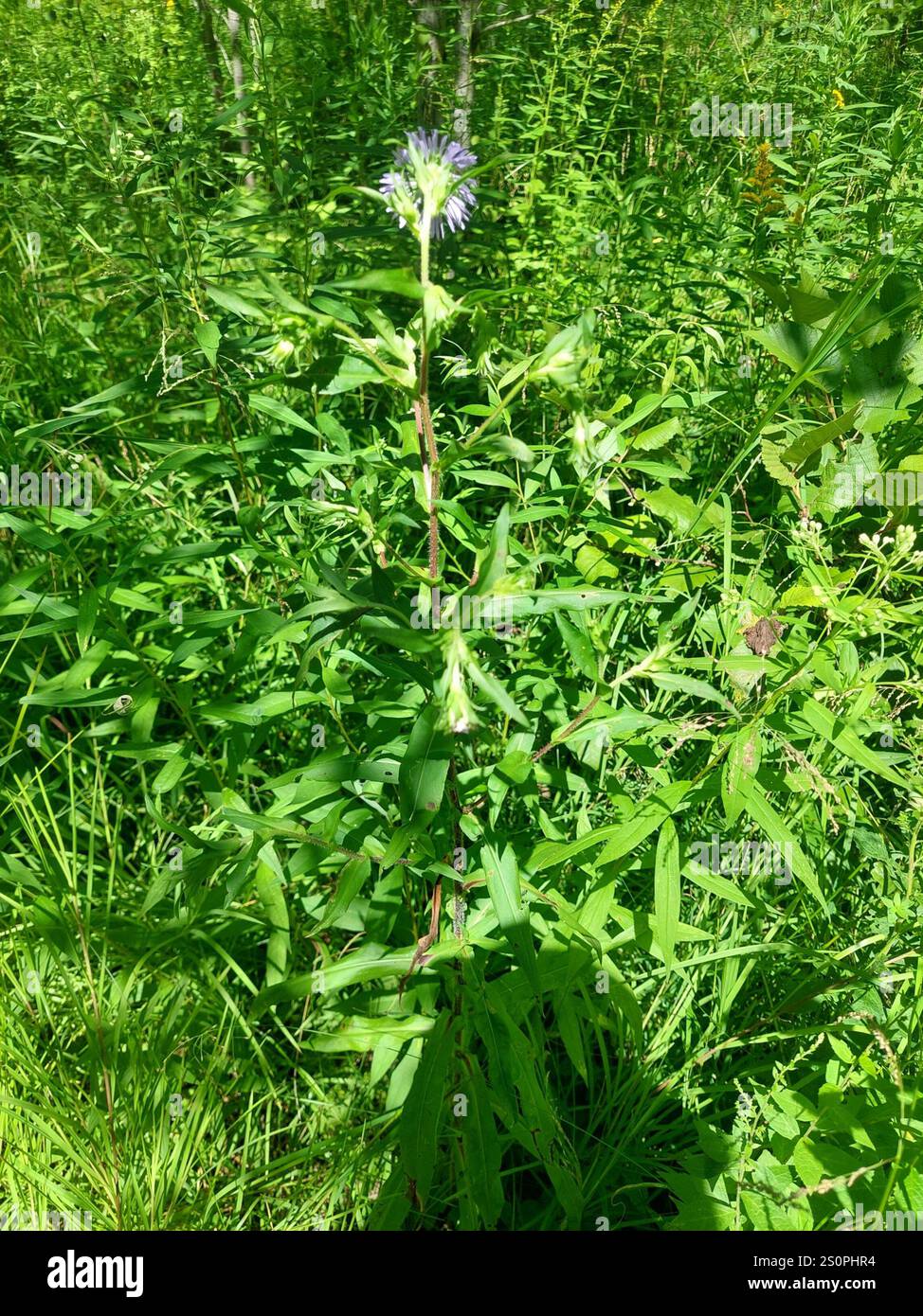 swamp aster (Symphyotrichum puniceum Stock Photo - Alamy