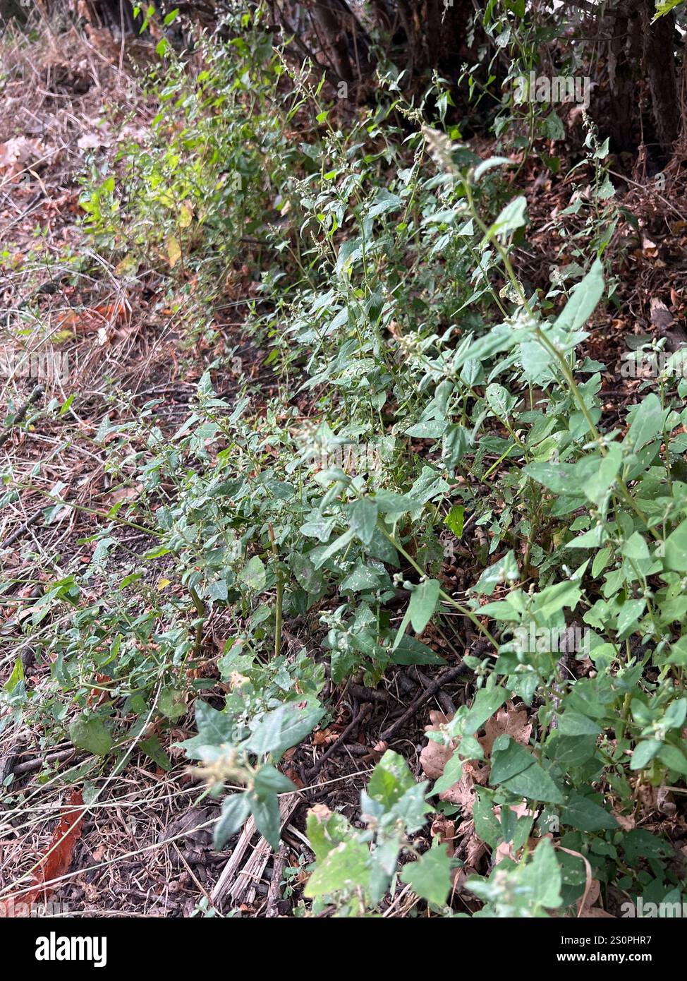 Common Orache (Atriplex patula Stock Photo - Alamy