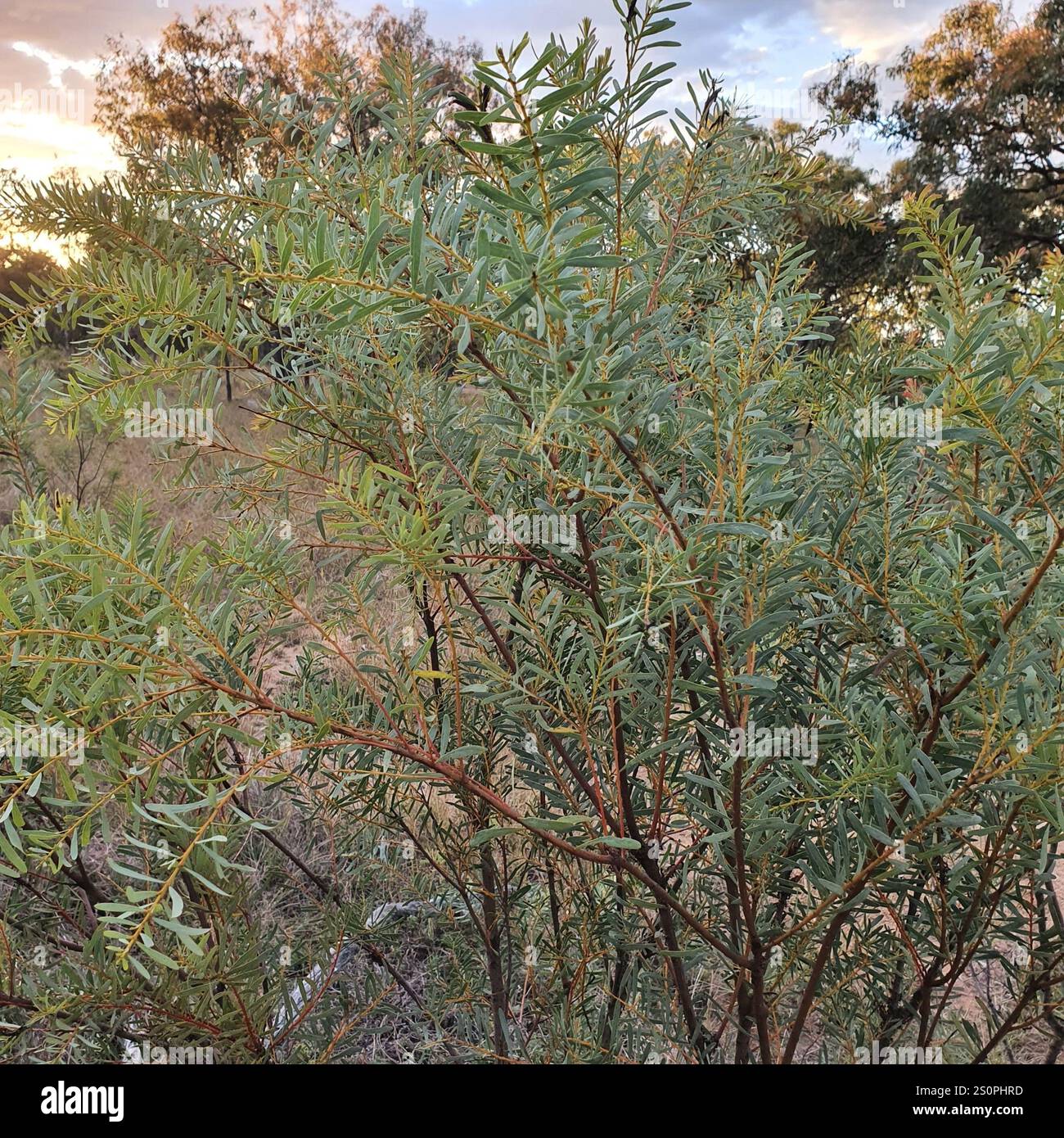 Golden Wattle (Acacia decora Stock Photo - Alamy