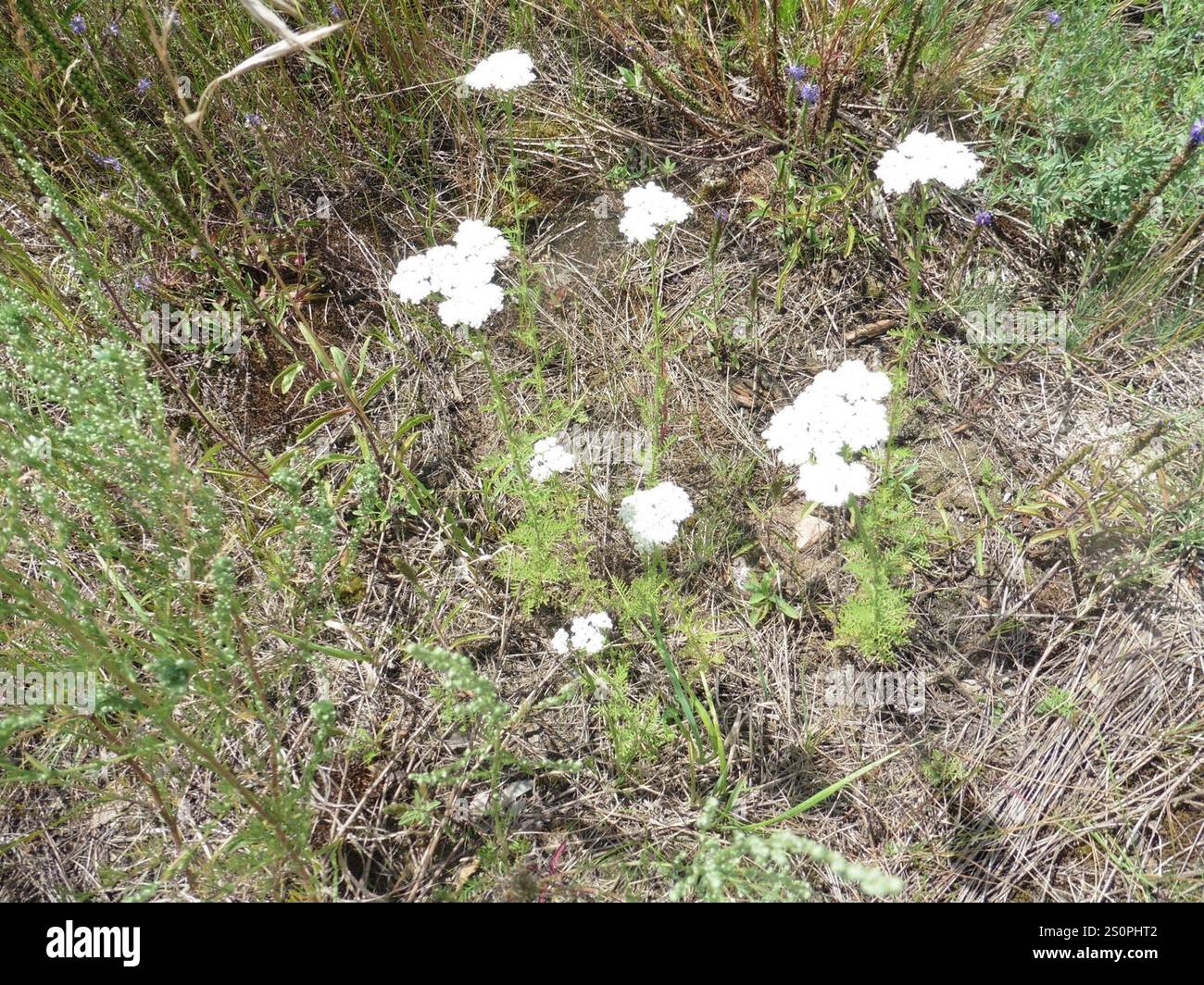 Noble Yarrow (Achillea nobilis Stock Photo - Alamy