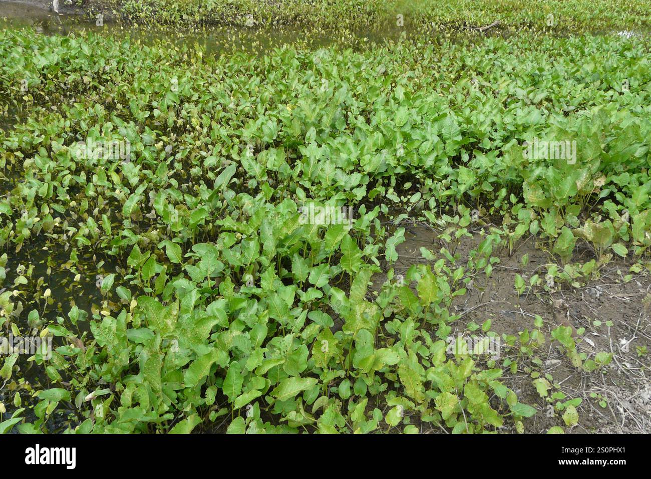 Amphibious Yellowcress (Rorippa amphibia Stock Photo - Alamy