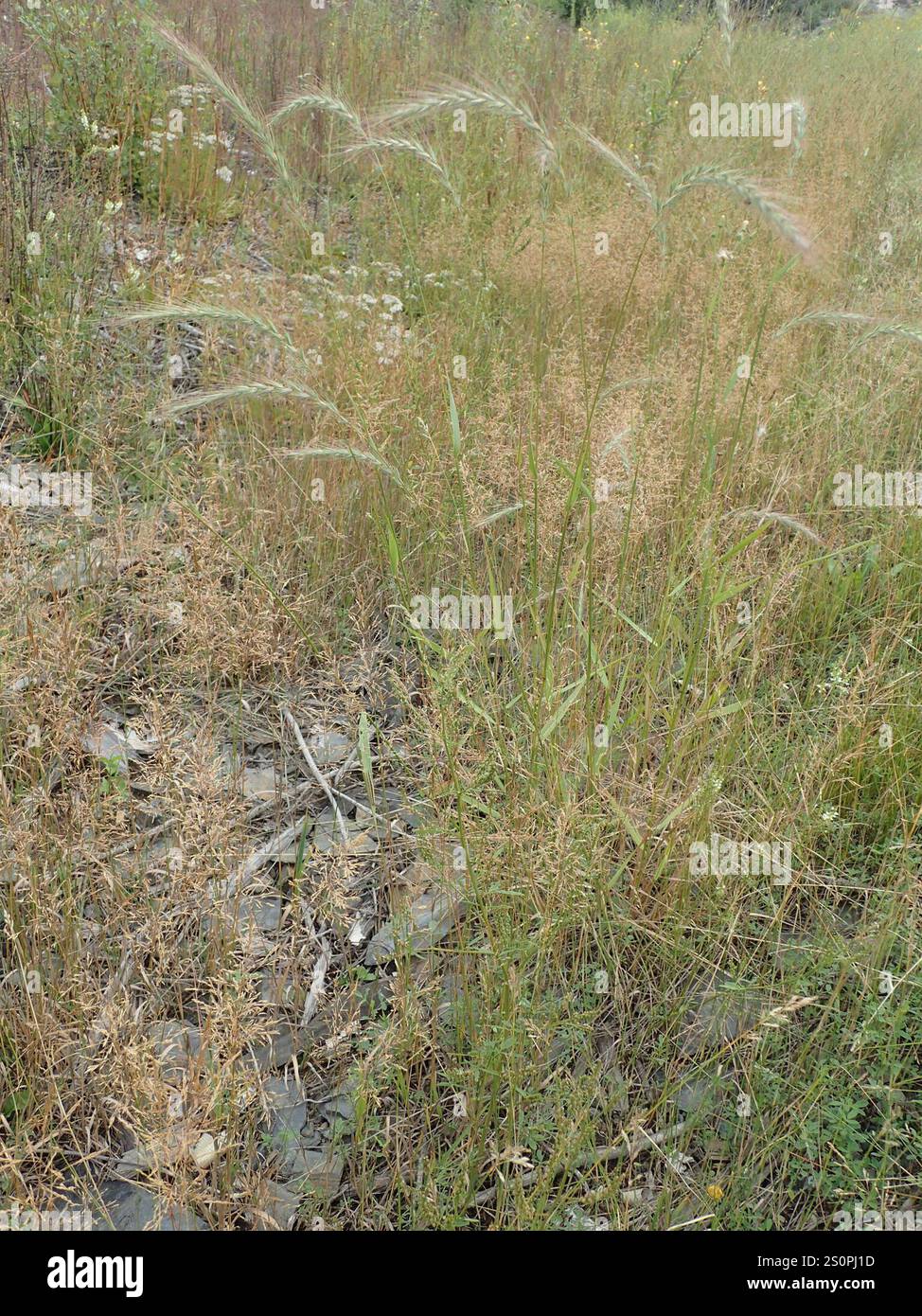 Canada wild rye (Elymus canadensis Stock Photo - Alamy