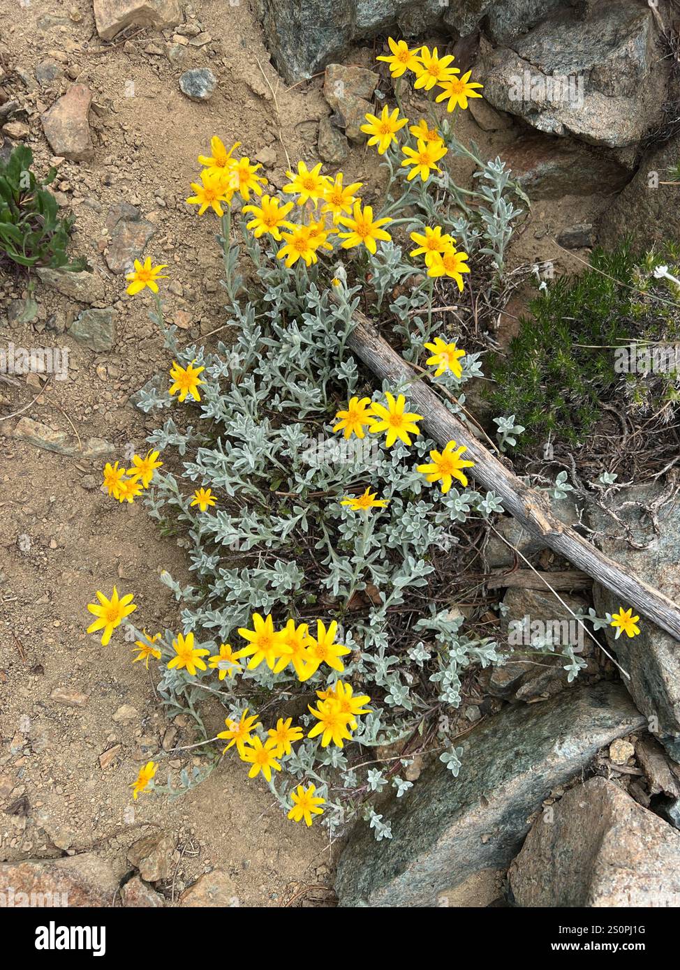 common woolly sunflower (Eriophyllum lanatum Stock Photo - Alamy
