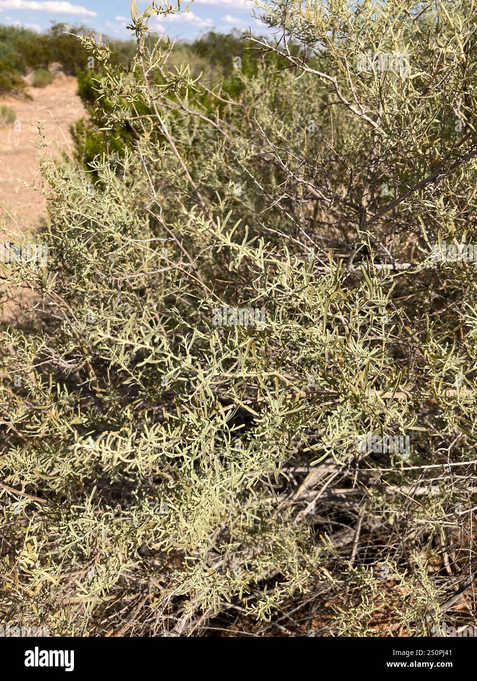 Fourwing Saltbush (Atriplex canescens Stock Photo - Alamy