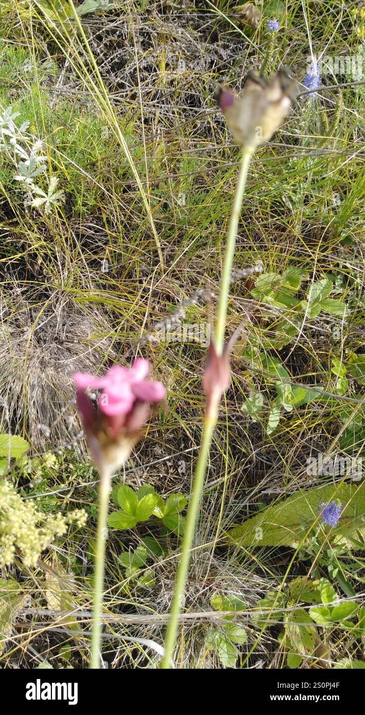Dianthus capitatus hi-res stock photography and images - Alamy