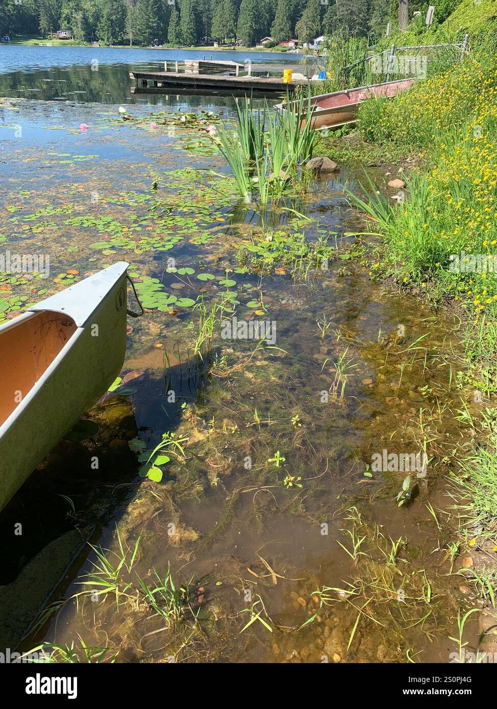 robbins' pondweed (Potamogeton robbinsii Stock Photo - Alamy