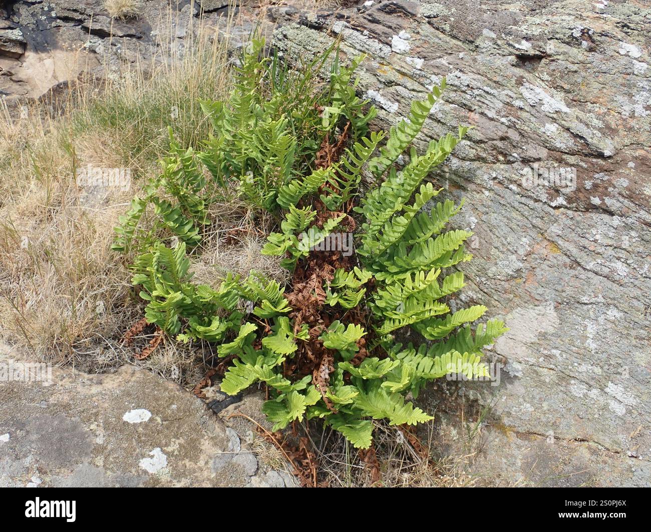 common polypody (Polypodium vulgare Stock Photo - Alamy