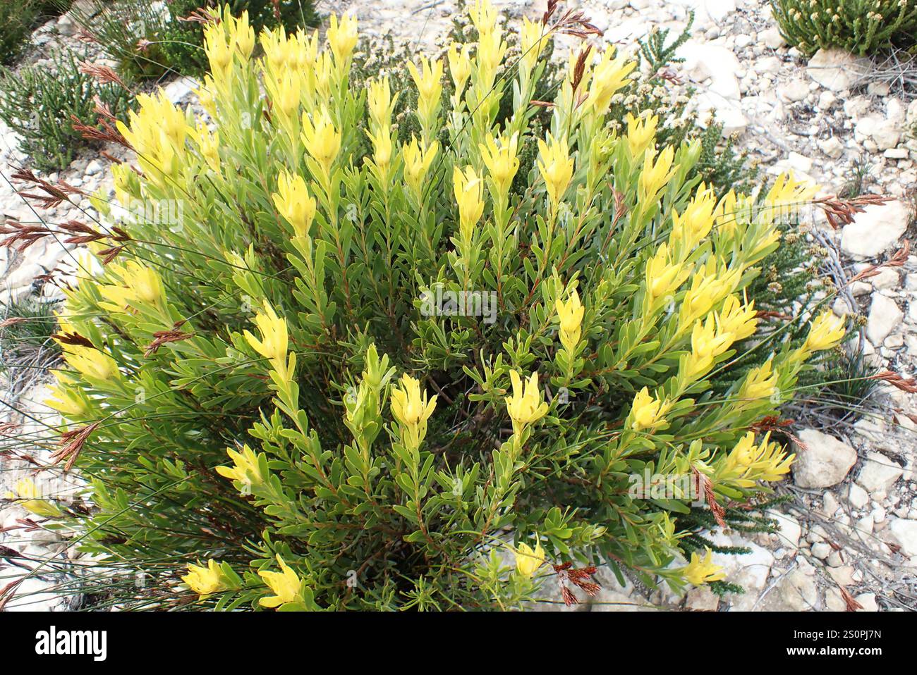 Limestone Conebush (Leucadendron meridianum Stock Photo - Alamy