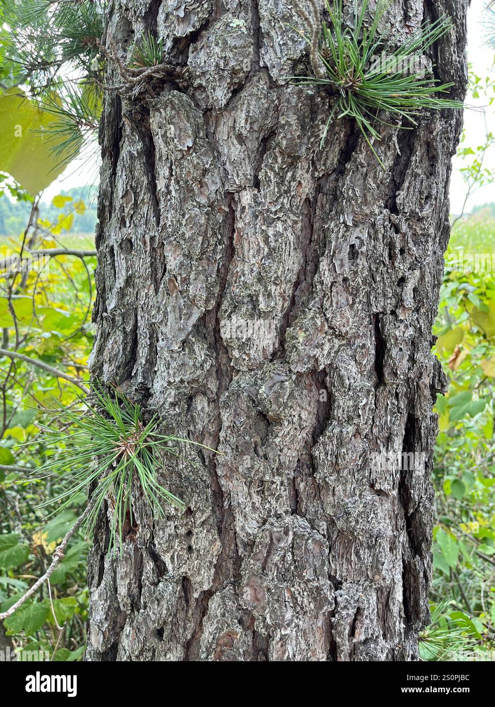 pitch pine (Pinus rigida Stock Photo - Alamy