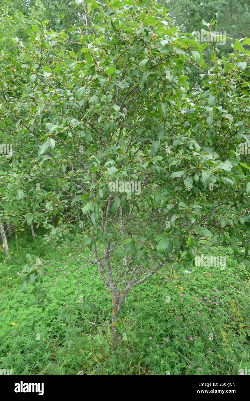 common buckthorn (Rhamnus cathartica Stock Photo - Alamy