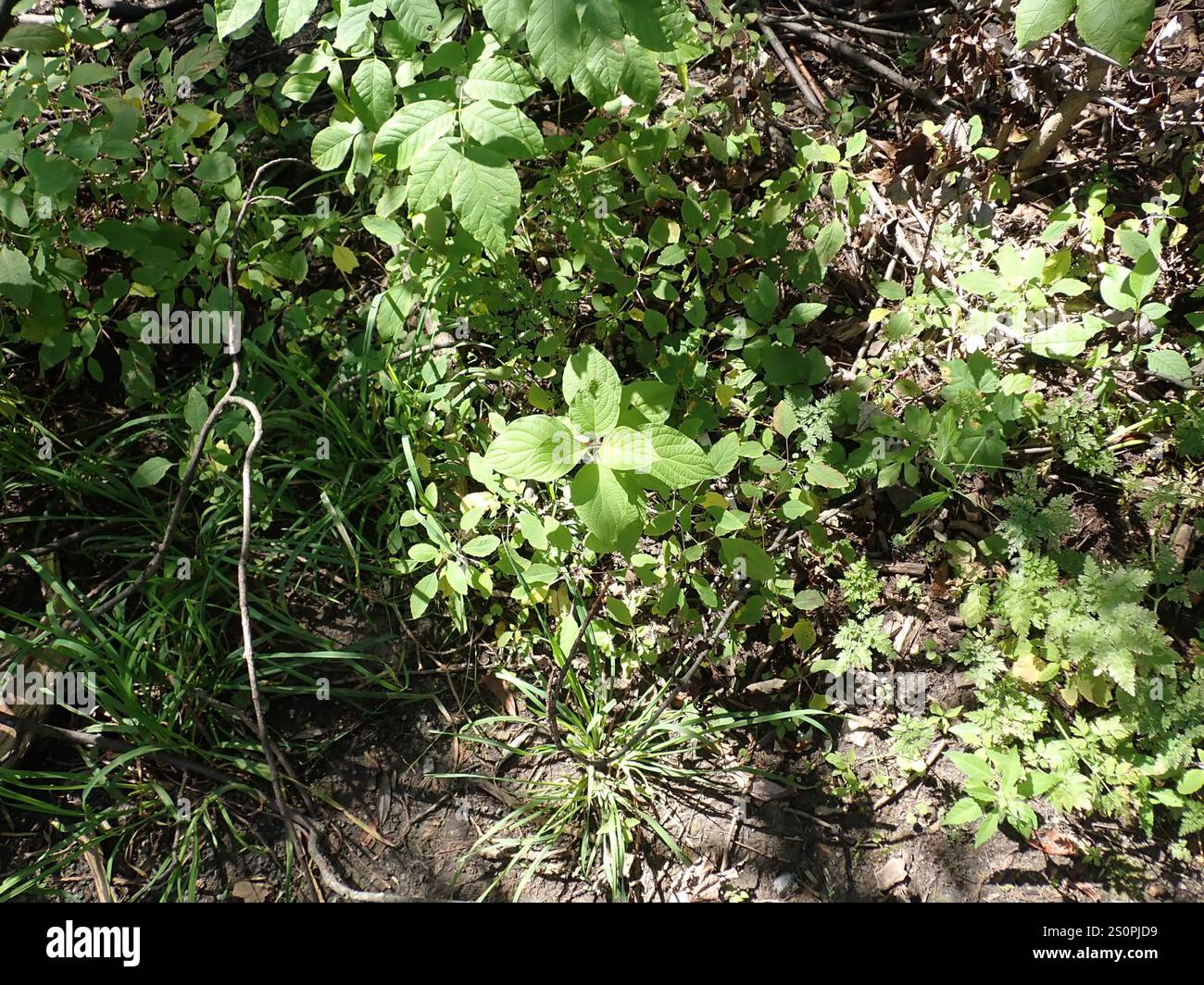 Round-leaved Dogwood (Cornus rugosa Stock Photo - Alamy