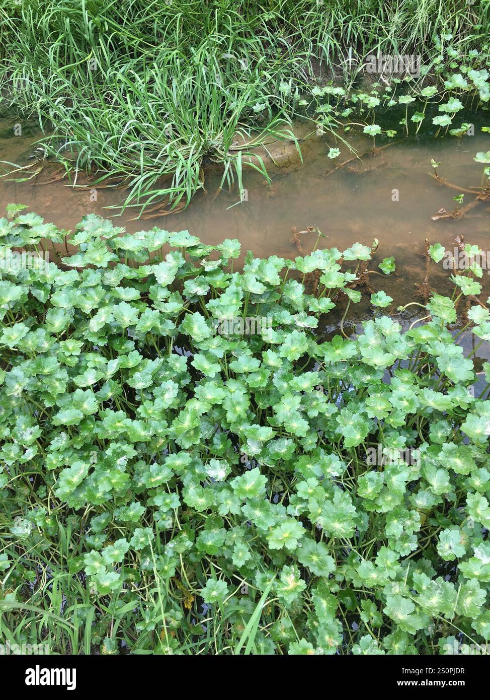floating marsh pennywort (Hydrocotyle ranunculoides Stock Photo - Alamy