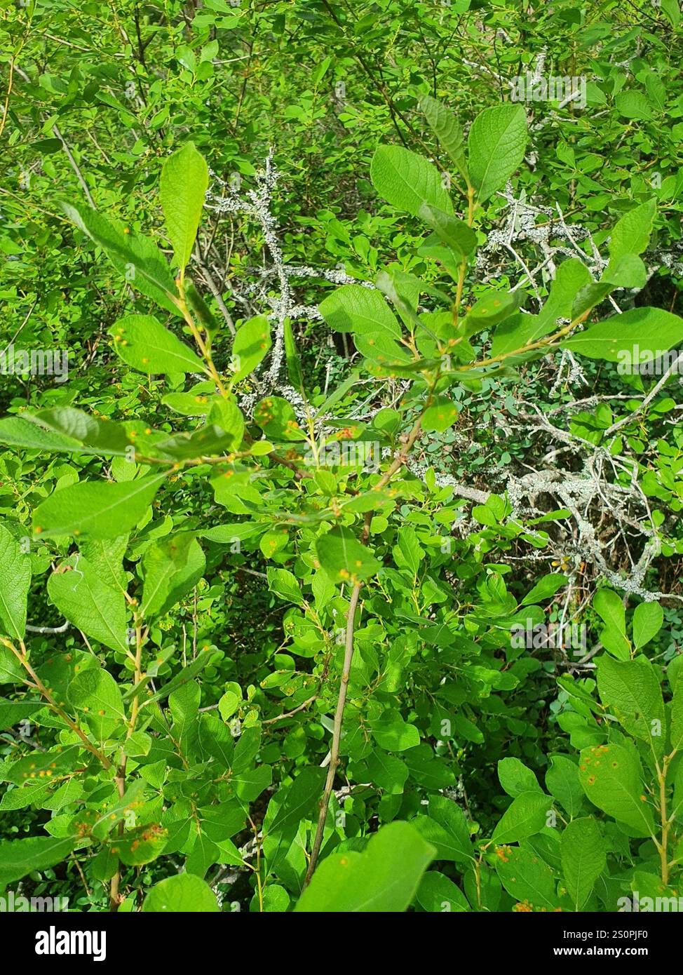 Eared Willow (Salix aurita Stock Photo - Alamy