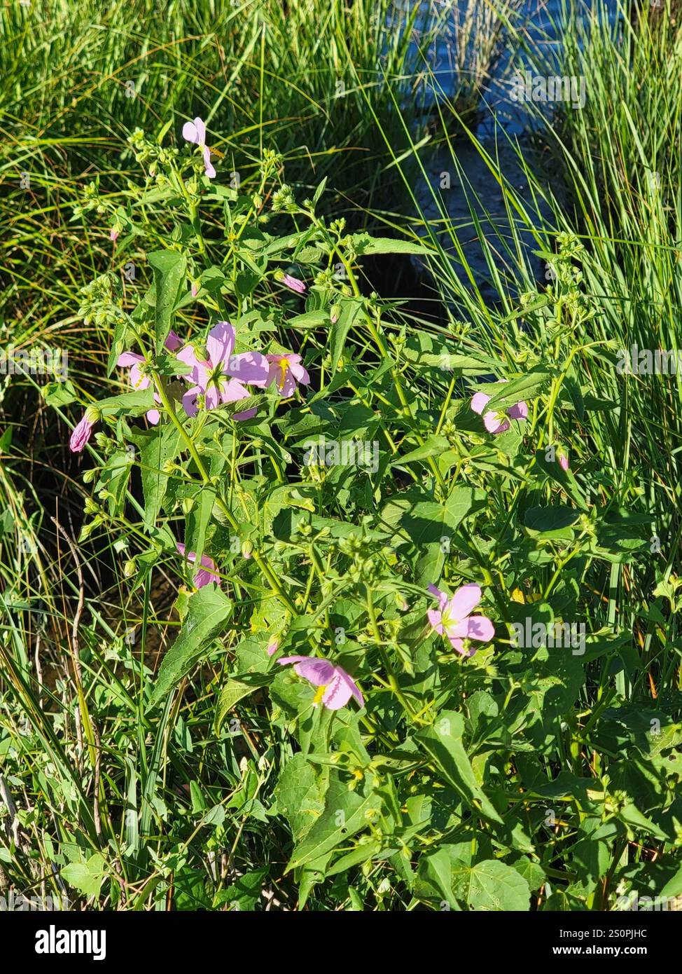 Saltmarsh mallow (Kosteletzkya pentacarpos Stock Photo - Alamy