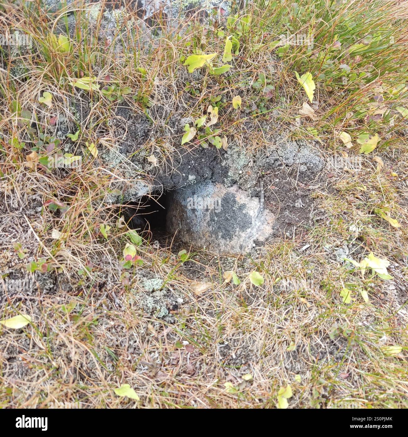 Alpine Pika (Ochotona alpina Stock Photo - Alamy