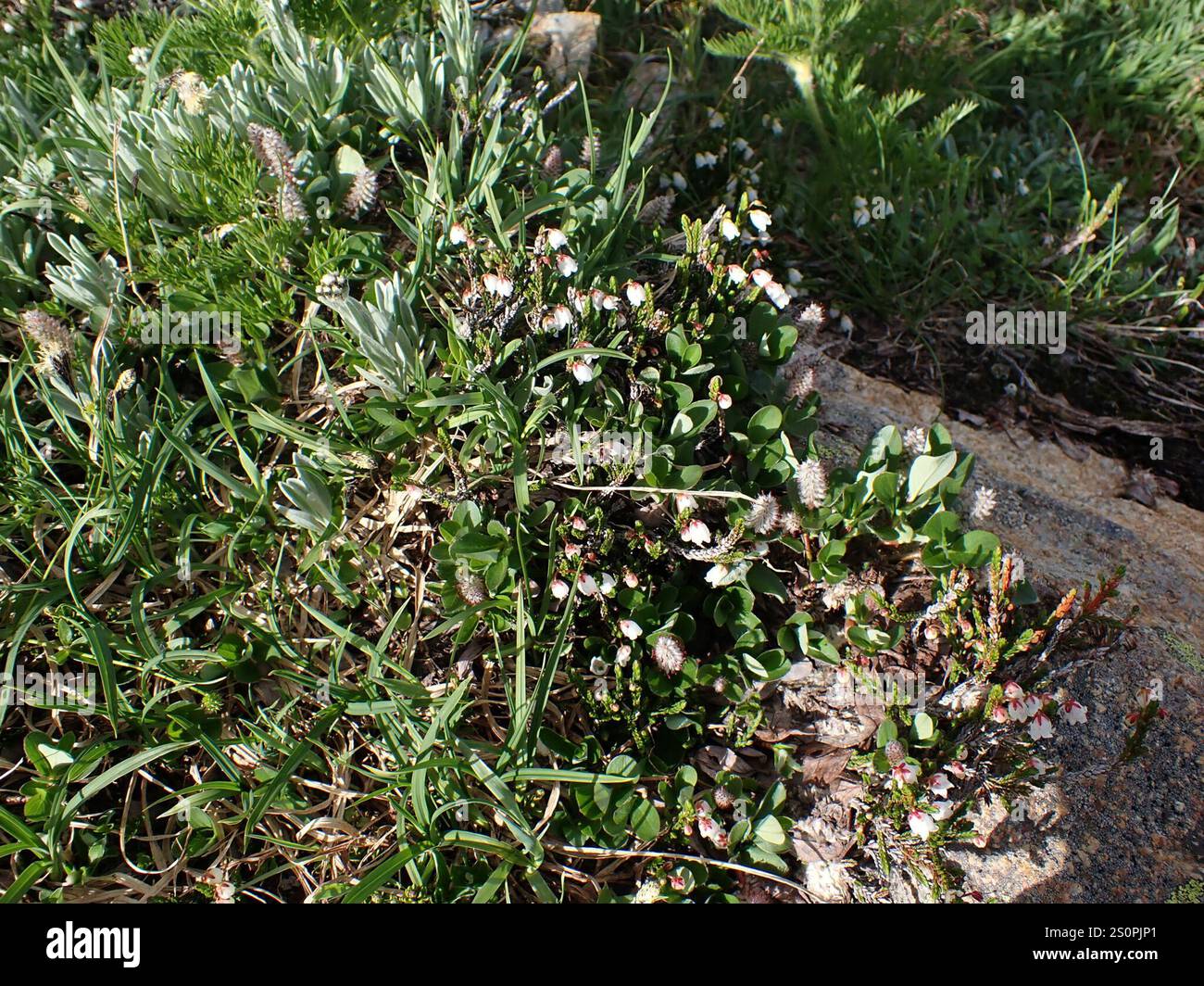 arctic willow (Salix arctica Stock Photo - Alamy