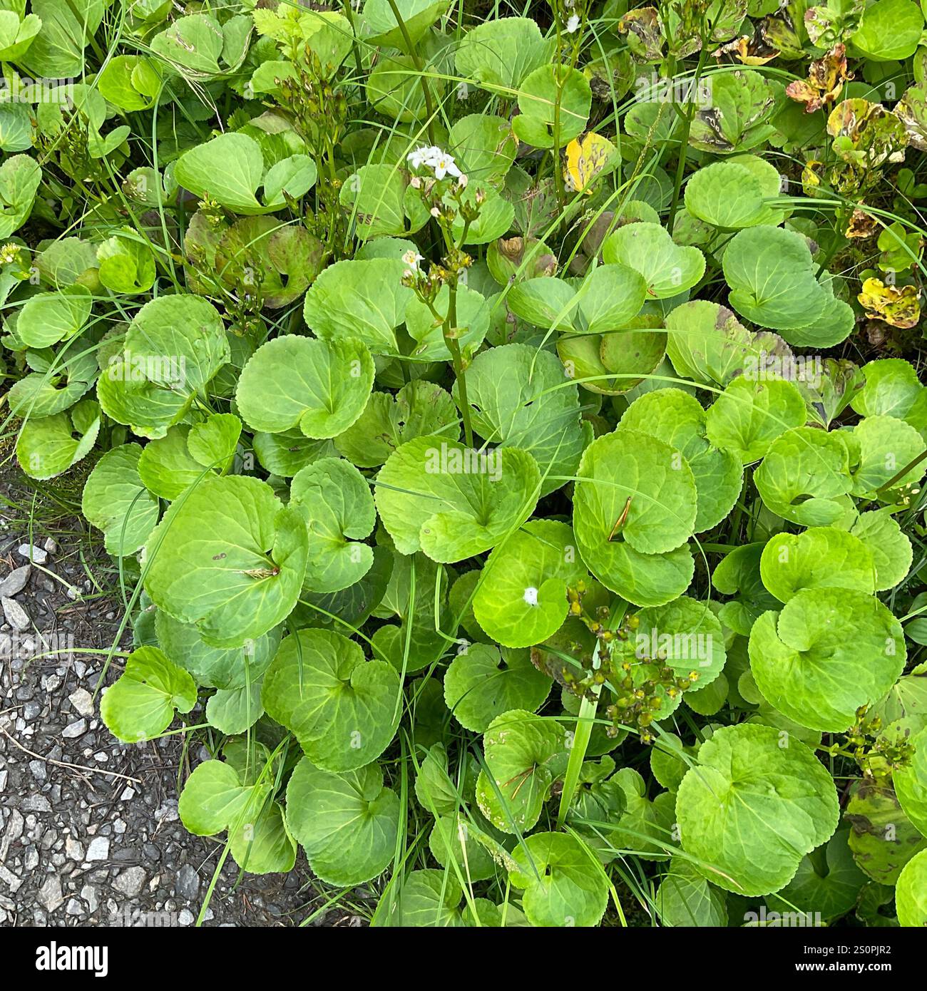 Deer-cabbage (Nephrophyllidium crista-galli Stock Photo - Alamy