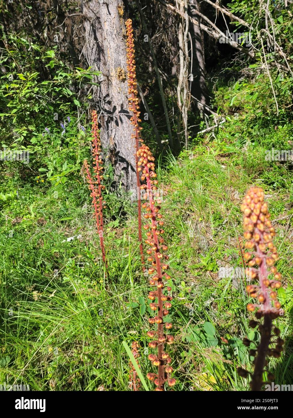 woodland pinedrops (Pterospora andromedea Stock Photo - Alamy