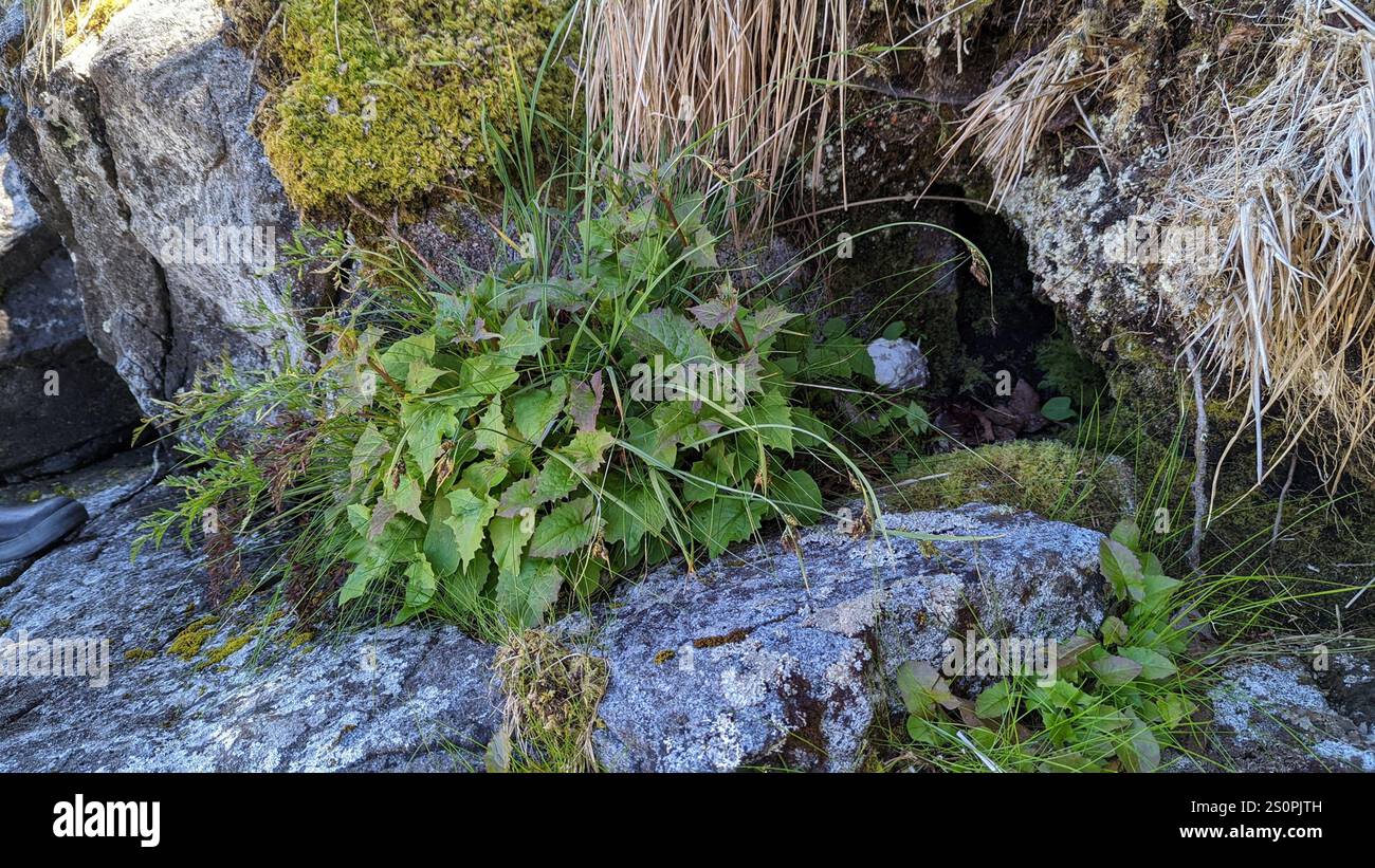Alaska Large Awn Sedge (Carex macrochaeta Stock Photo - Alamy