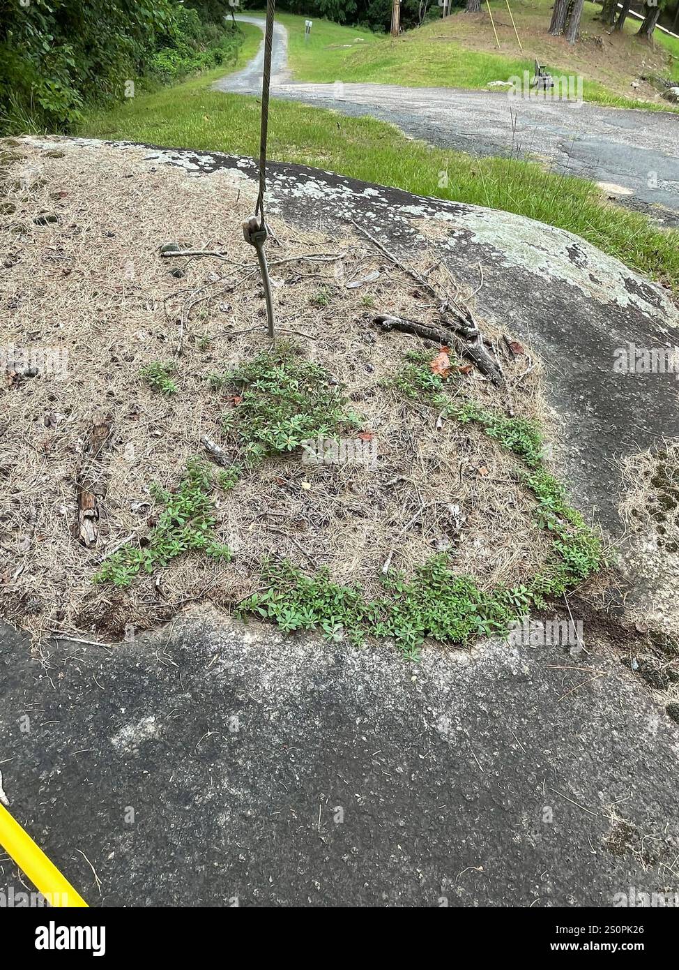 Paraguayan Purslane (Portulaca amilis Stock Photo - Alamy