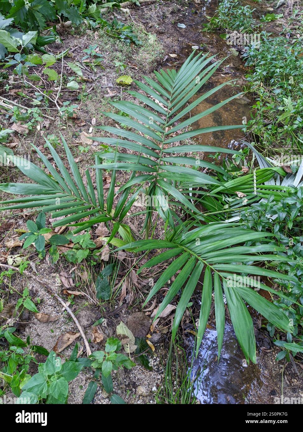 Piccabeen Palm (Archontophoenix cunninghamiana Stock Photo - Alamy
