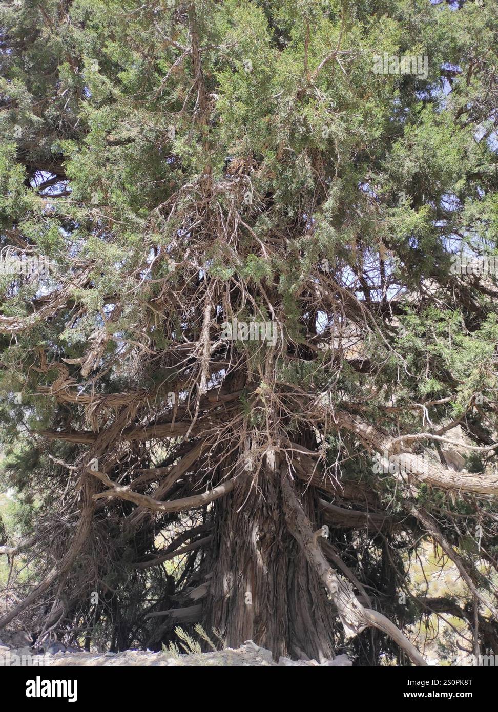 Pashtun juniper (Juniperus seravschanica Stock Photo - Alamy