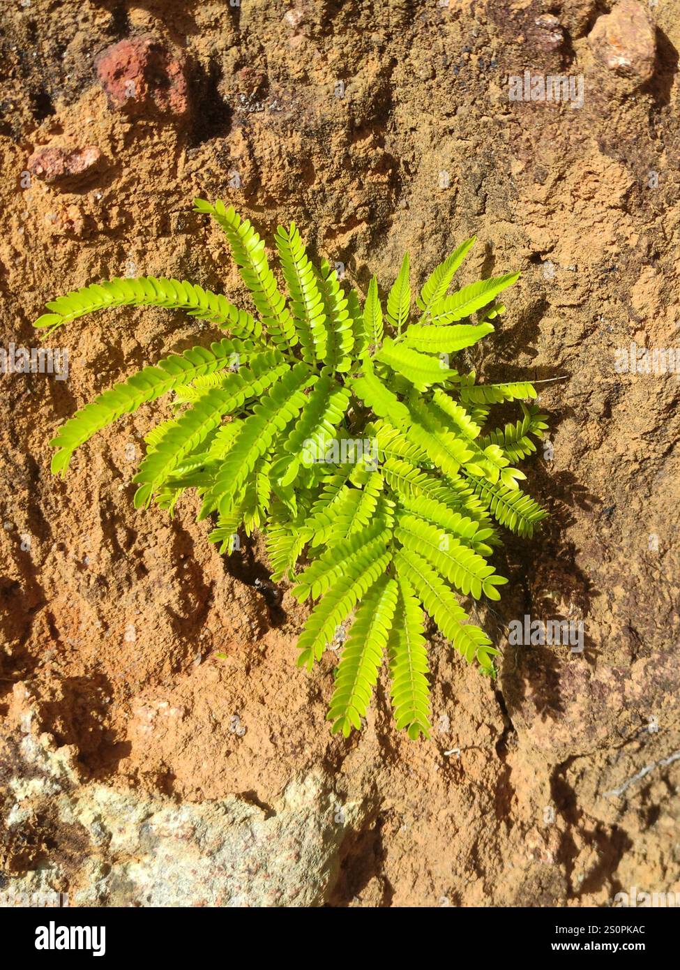 Brazilian fern tree (Schizolobium parahyba Stock Photo - Alamy