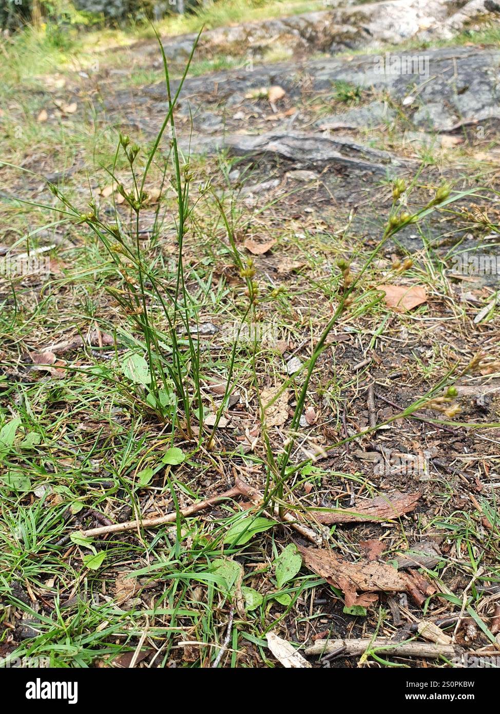 Jointed rush (Juncus articulatus Stock Photo - Alamy